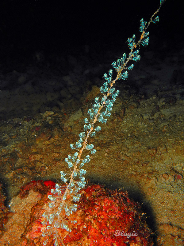 Perophora namei Hartmeyer & Michaelsen, 1928