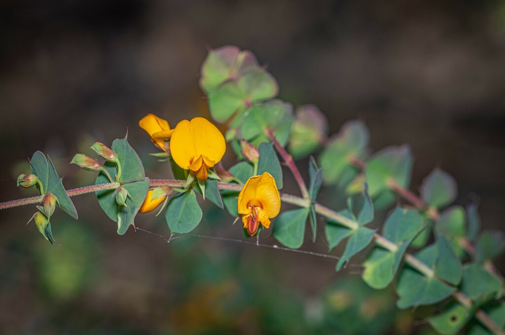 spiny bush-pea from Logan Village QLD 4207, Australia on August 21 ...