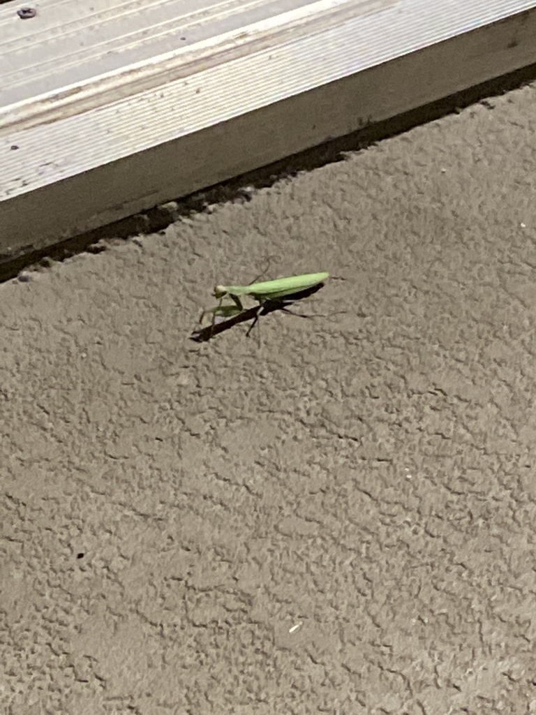 European Mantis from Silver Rock, Buckeye, AZ, US on August 21, 2022 at ...