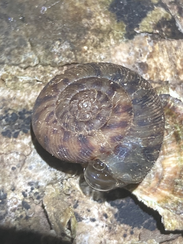 Common Land Snails and Slugs from Fountain Cir SW, Huntsville, AL, US ...