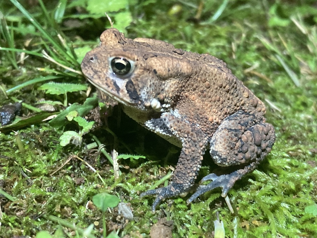 American Toad from Fountain Cir SW, Huntsville, AL, US on August 21 ...