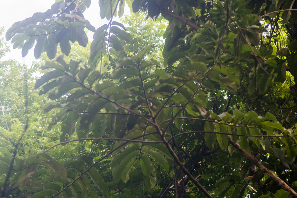 Panama rubber tree from Palenque, Chis., México on August 21, 2022 at ...