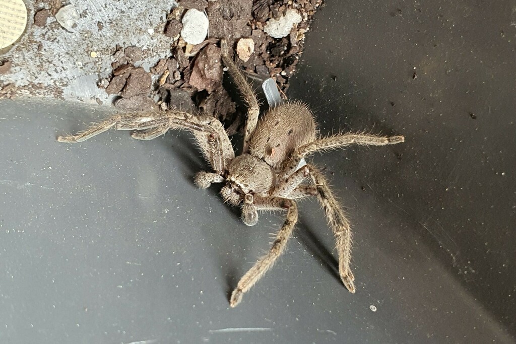 Isopedella frenchi from Bendigo VIC, Australia on August 21, 2022 at 01 ...