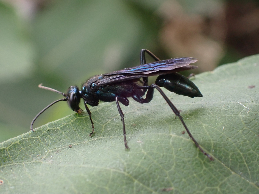 Nearctic Blue Mud-dauber Wasp from Communauté-Urbaine-de-Montréal ...