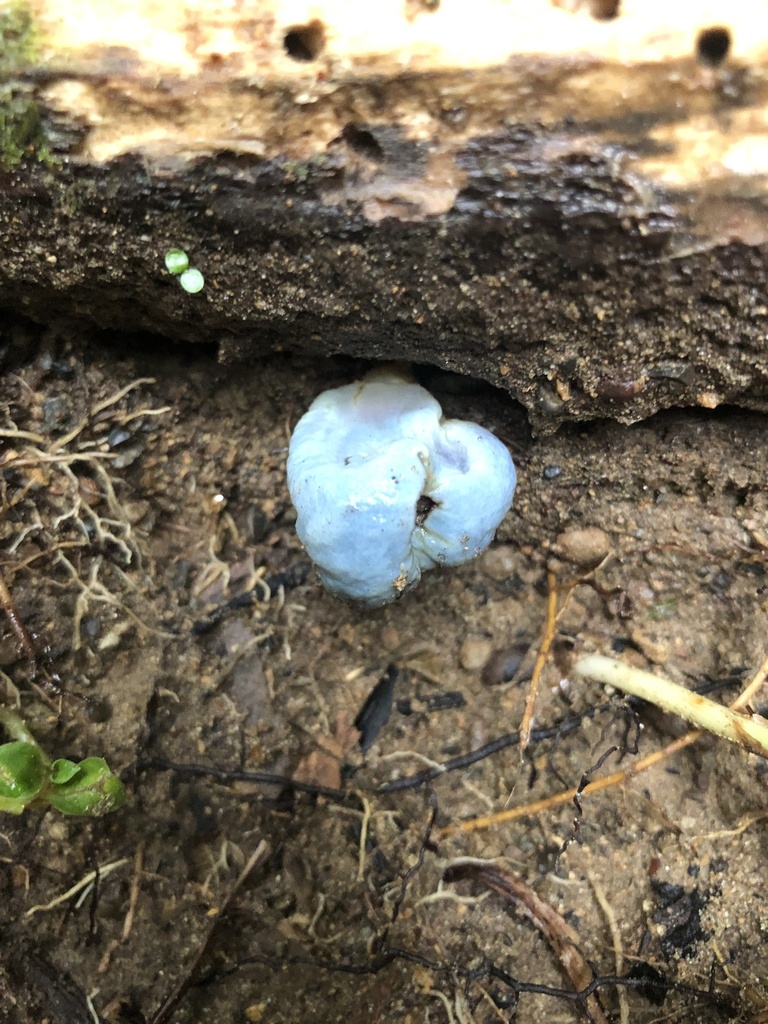 Blue Pouch Fungus from Belmont Regional Park, Lower Hutt, Wellington ...
