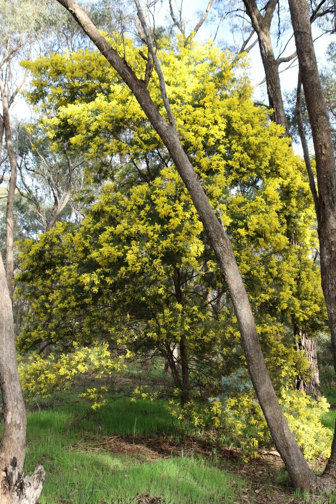 Sydney green wattle from Kennington VIC 3550, Australia on August 21 ...