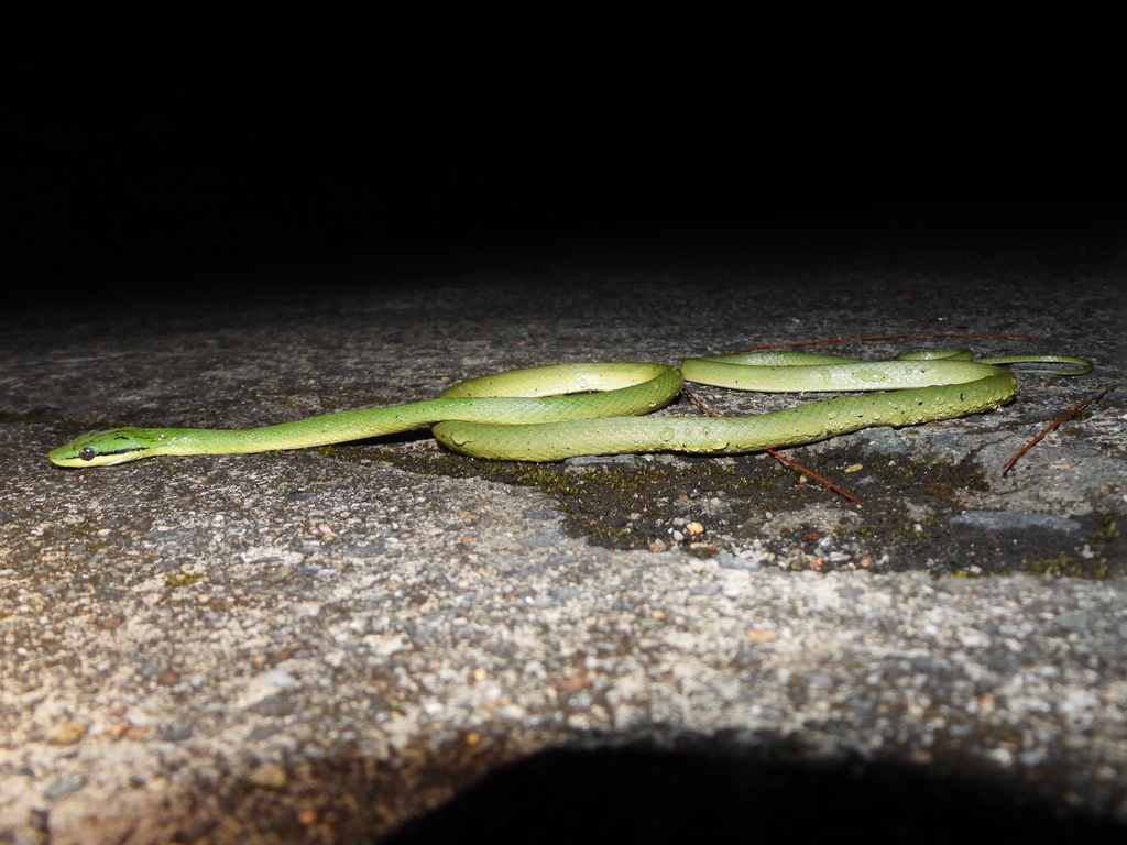 Rein Snake from 中国三明市泰宁县峨嵋峰 on August 7, 2022 at 08:55 PM by Shuangqi ...