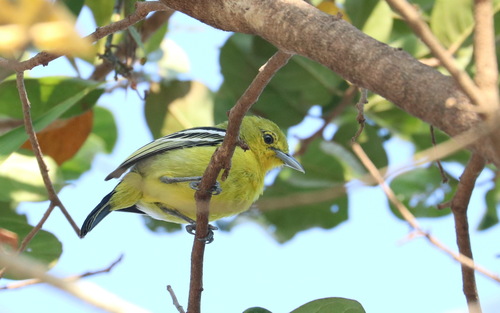 Subspecies Aegithina tiphia cambodiana · iNaturalist