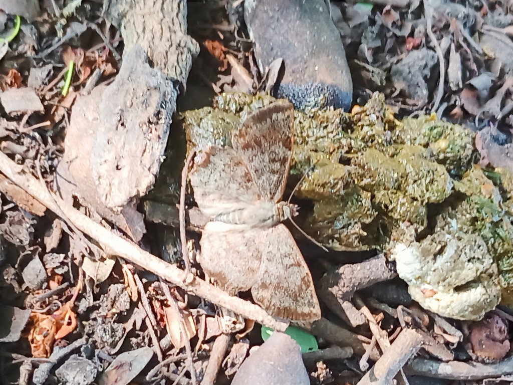 Common Spurwing from 10 de Mayo, Soledad de Doblado, Ver., México on ...