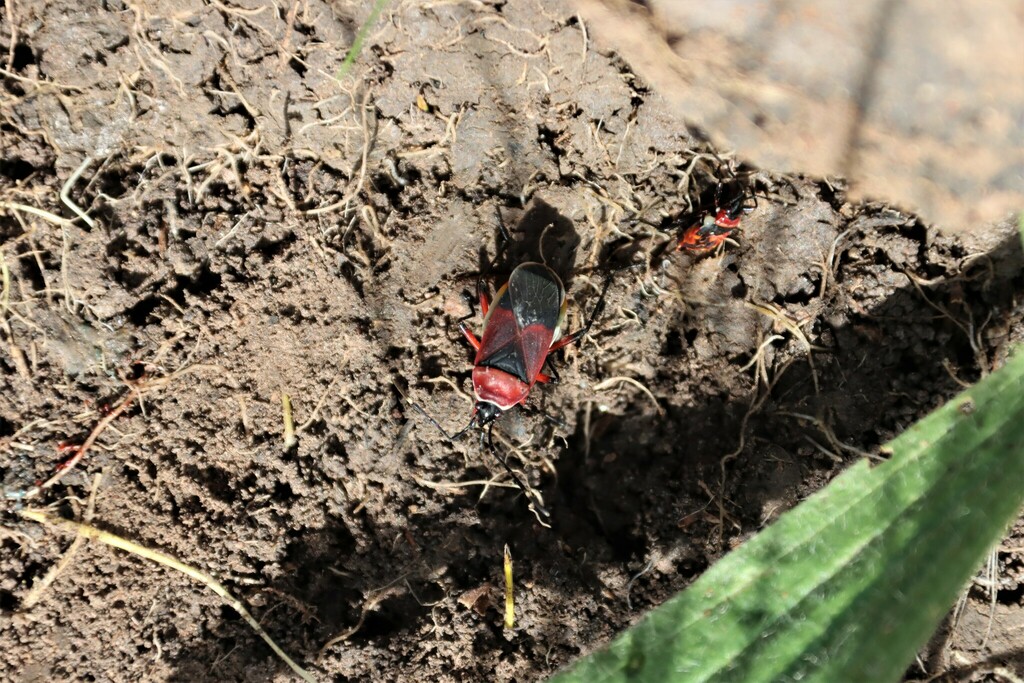 Harlequin Red Bug from Melbourne VIC, Australia on August 16, 2022 at ...