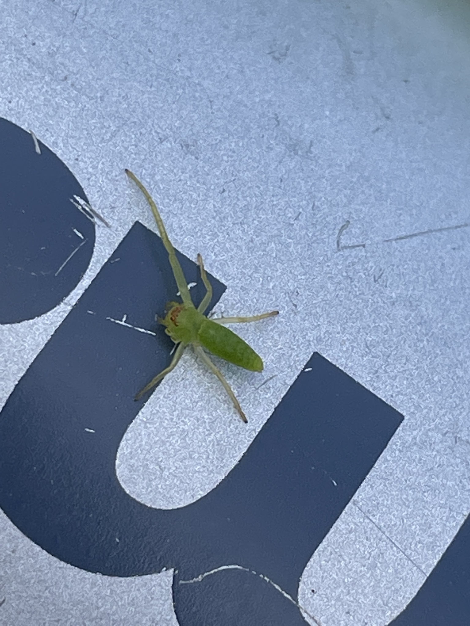 Cetratus rubropunctatus (Rainbow, 1920)