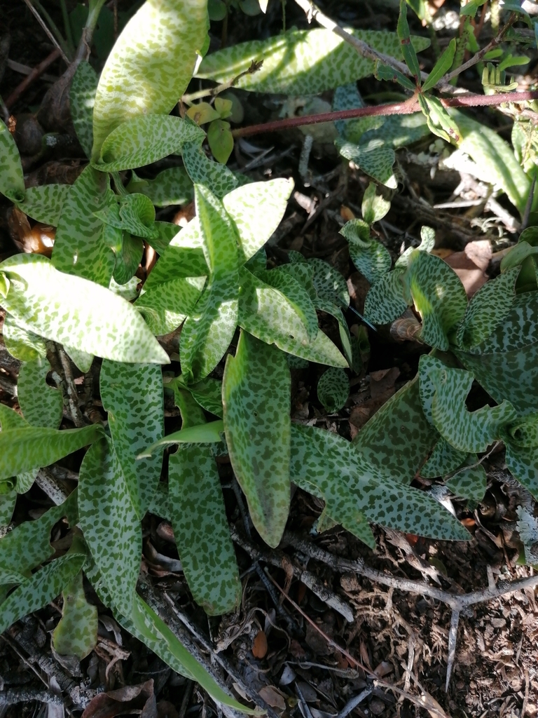 Silver Squill from Makana Local Municipality, South Africa on August 22 ...