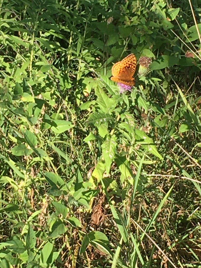 Great Spangled Fritillary from Peru, IA, US on August 21, 2022 at 05:44 ...