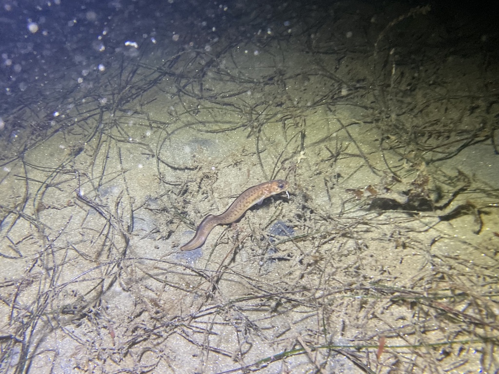 Spotted Cusk-eel from North Pacific Ocean, CA, US on August 13, 2022 at ...