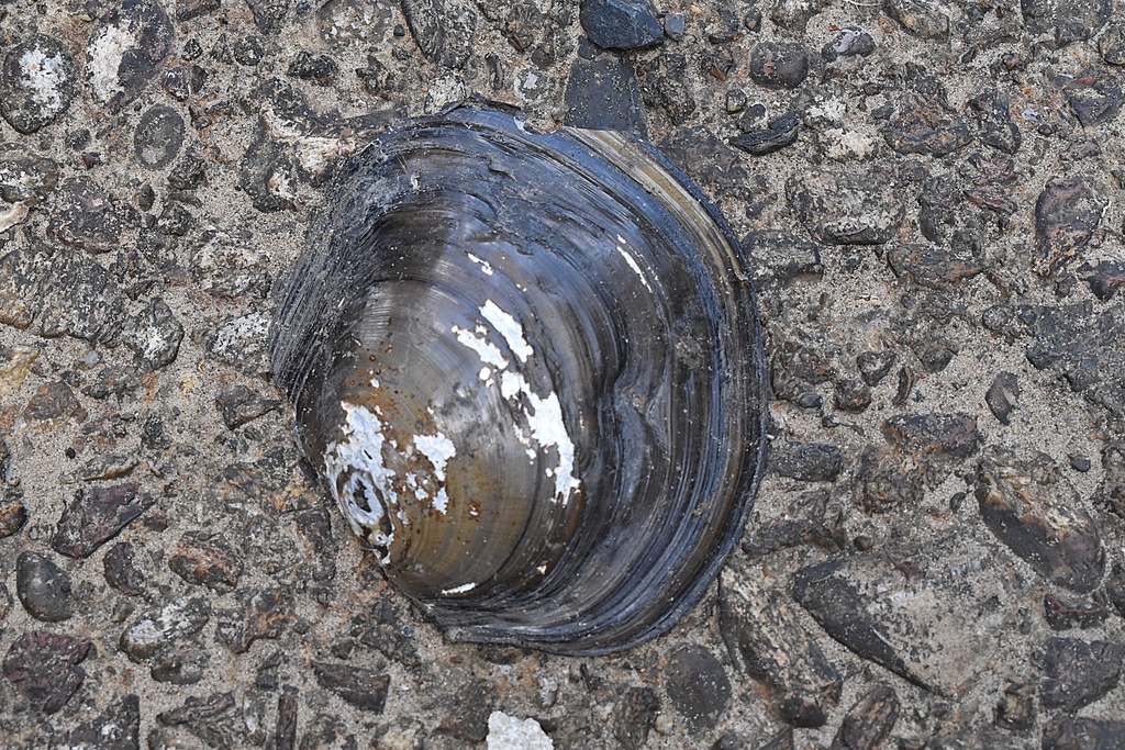 flat floater from Harrison County, TX, USA on August 19, 2022 at 02:29 ...