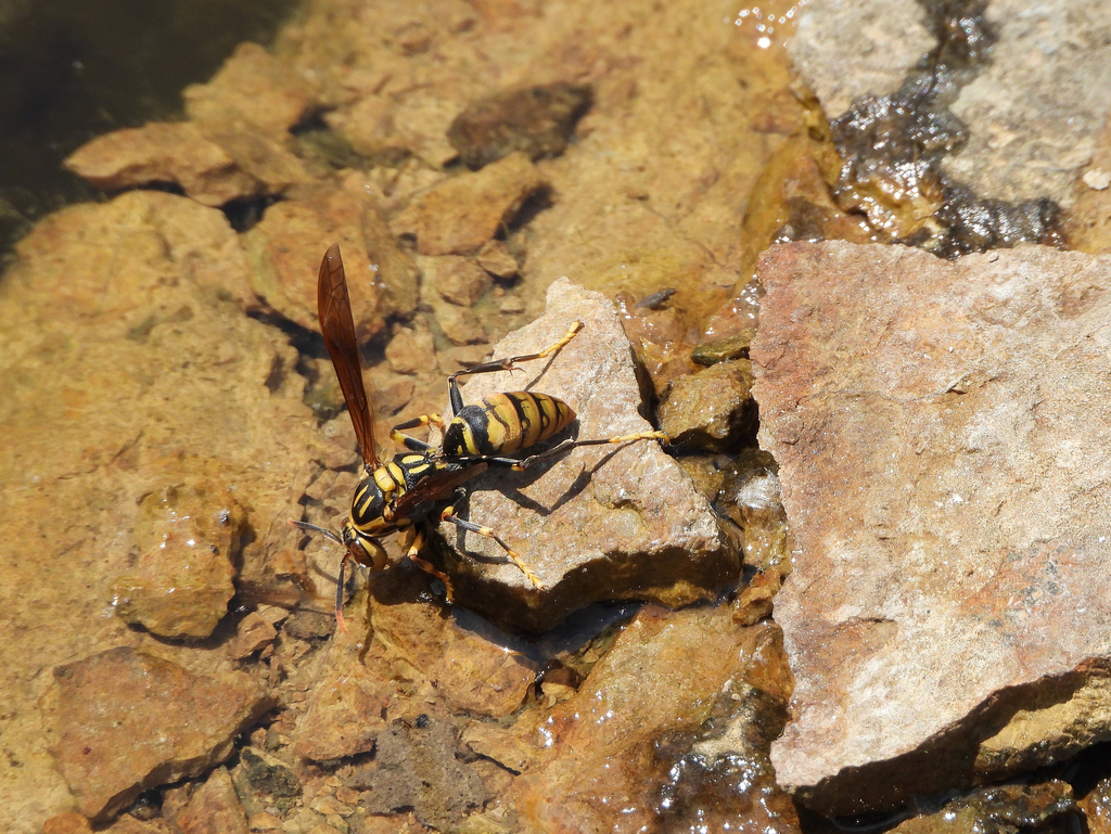 Rothney's Paper Wasp from Shibei District, Qingdao, Shandong, China on ...
