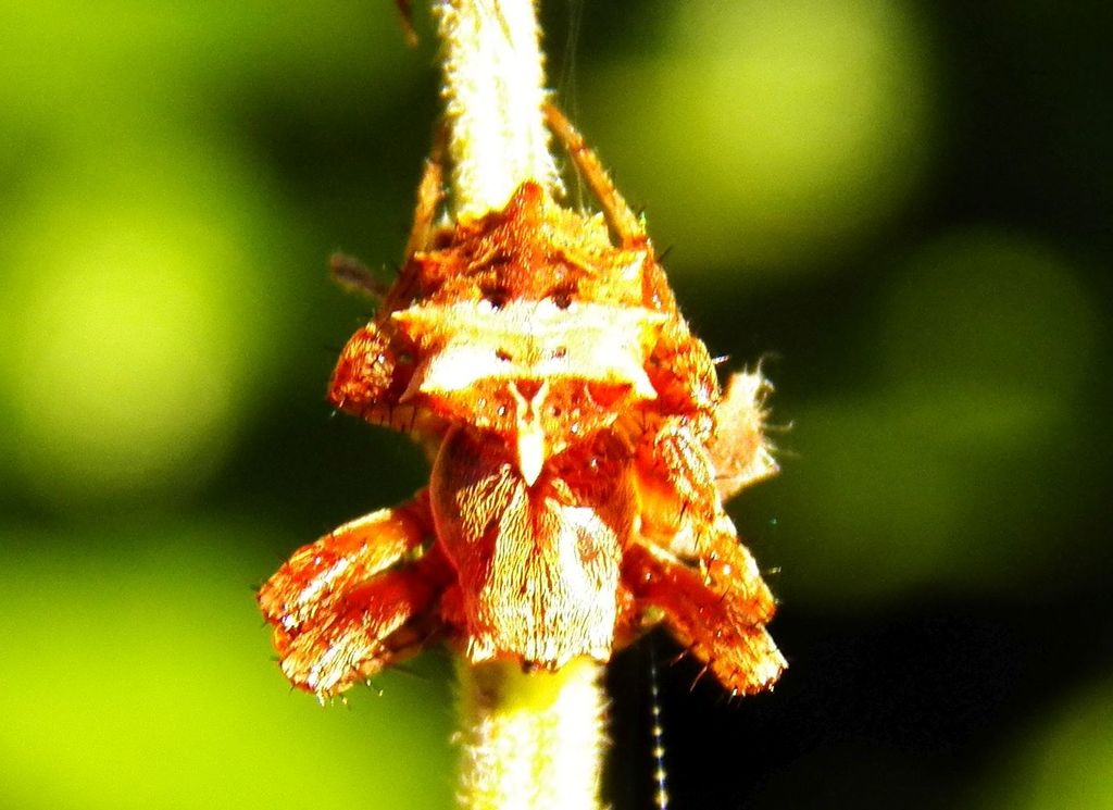 Star-bellied Orb-web Spiders from Barling, AR, USA on July 25, 2018 at ...