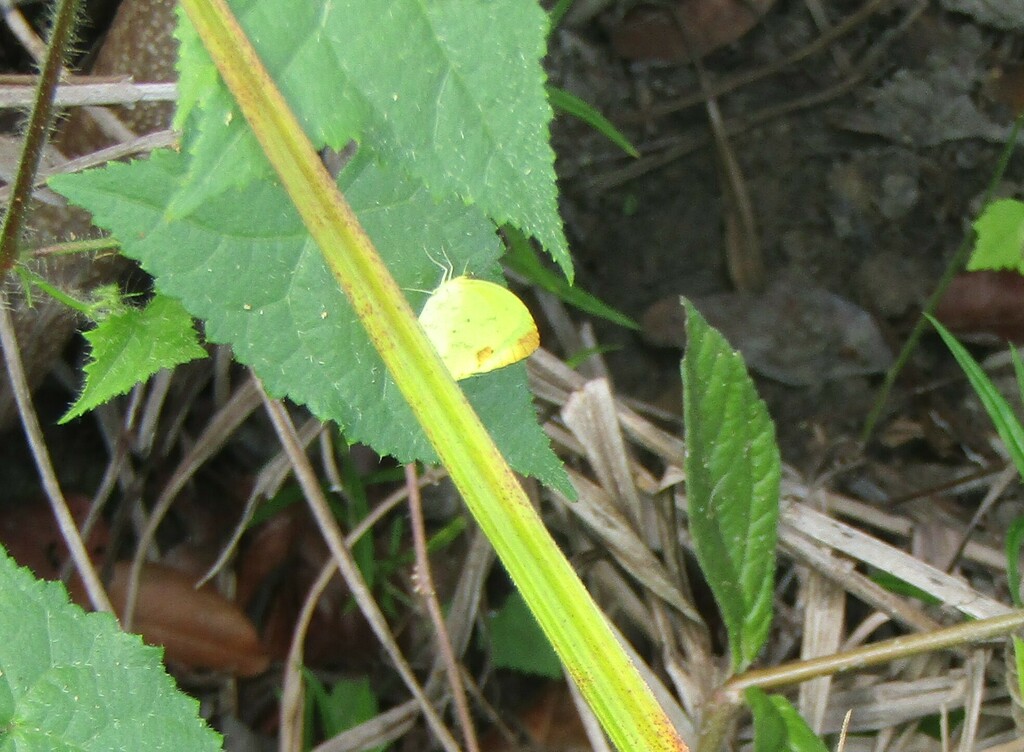 Dina Yellow from Igarassu - State of Pernambuco, Brazil on August 18 ...