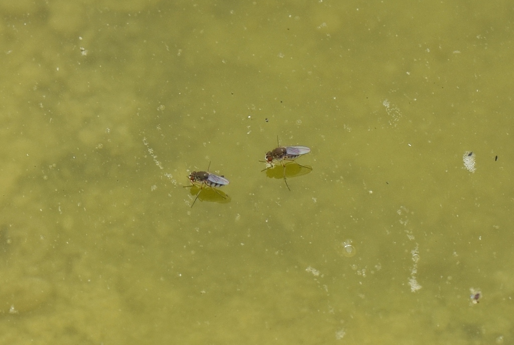 Lispe from Somervell County, TX, USA on August 21, 2022 at 10:28 AM by ...