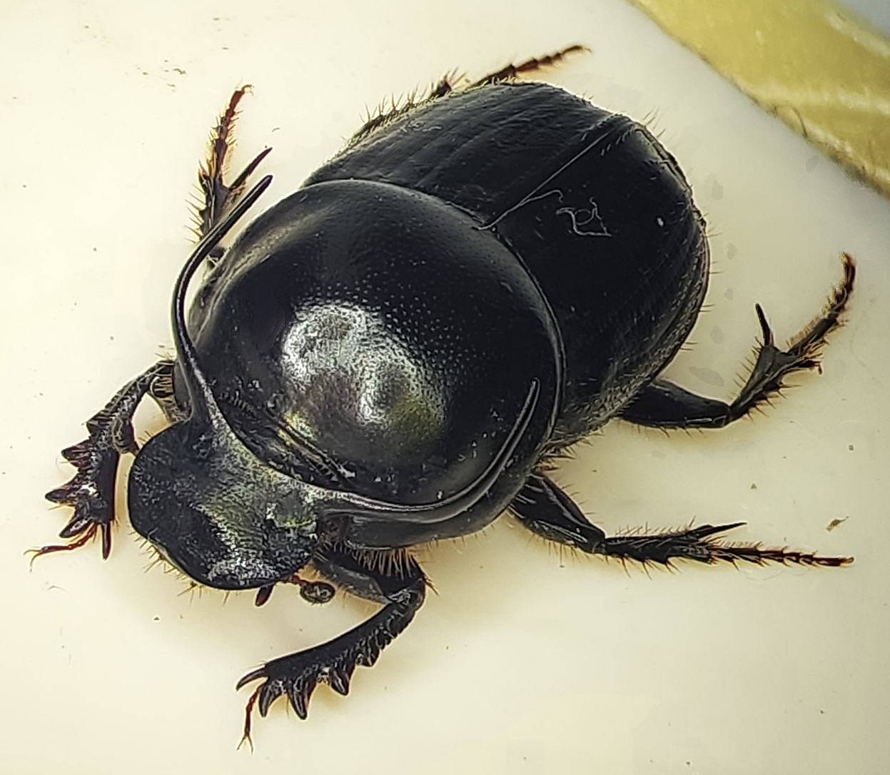 Onthophagus taurus (Schreber, 1759)