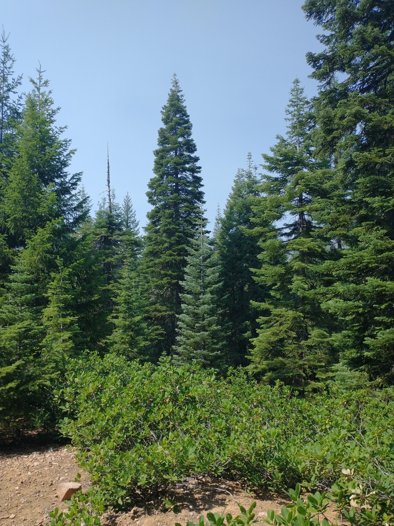 Shasta Red Fir from Humboldt County, CA, USA on August 21, 2022 at 02: ...