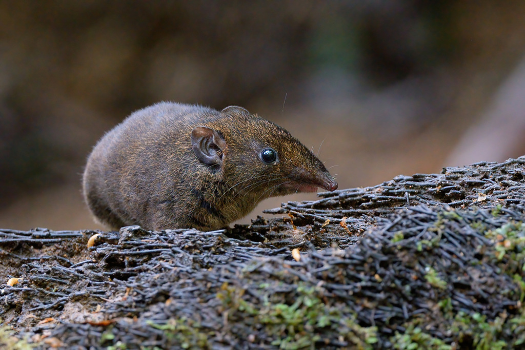 Gymnures (Hylomys) - Know Your Mammals