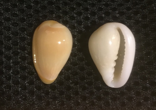 Prunum labiatum · iNaturalist Panamá