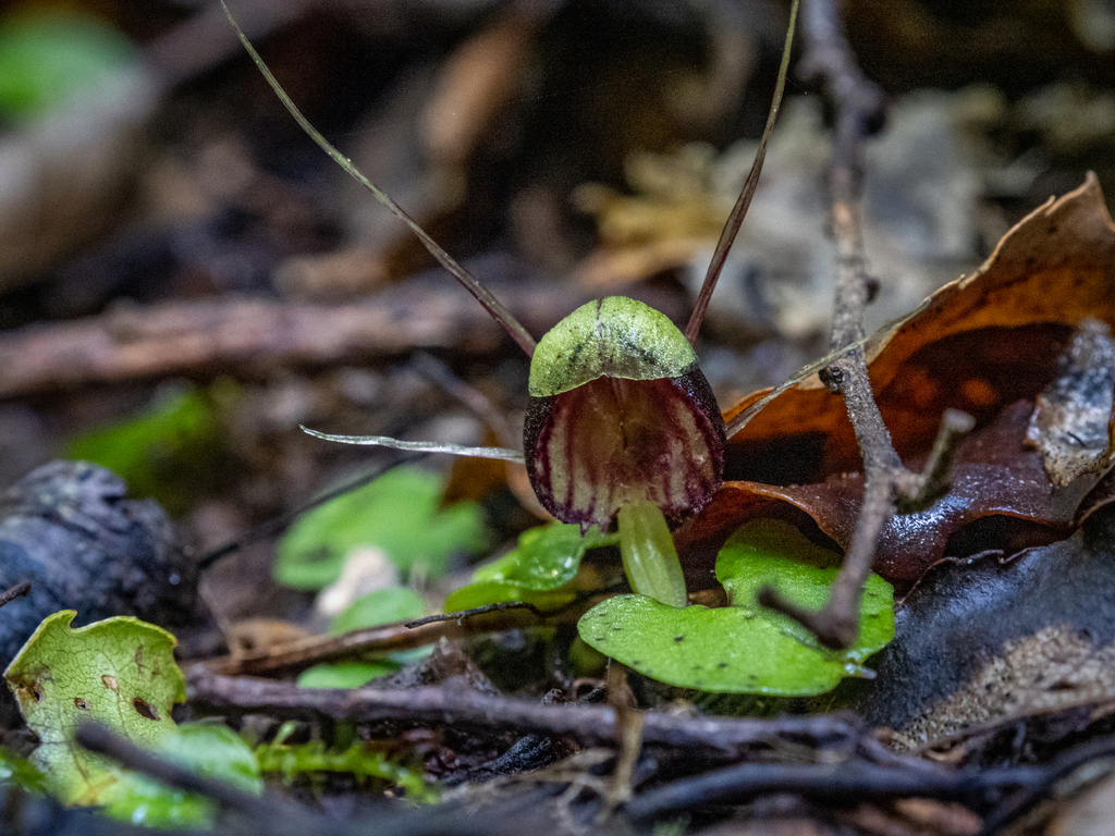 Corybas trilobus from Akaroa, New Zealand on August 21, 2022 at 01:25 ...