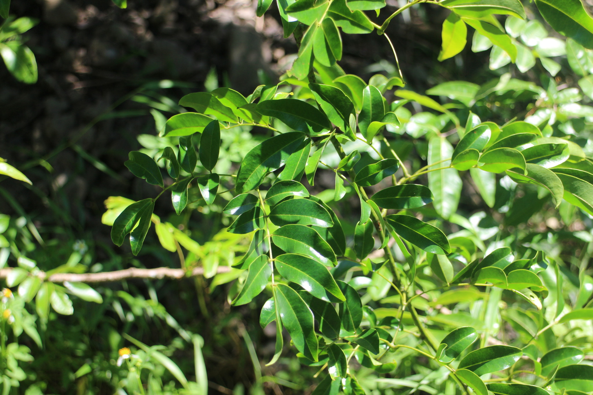 Entada rheedei Spreng.