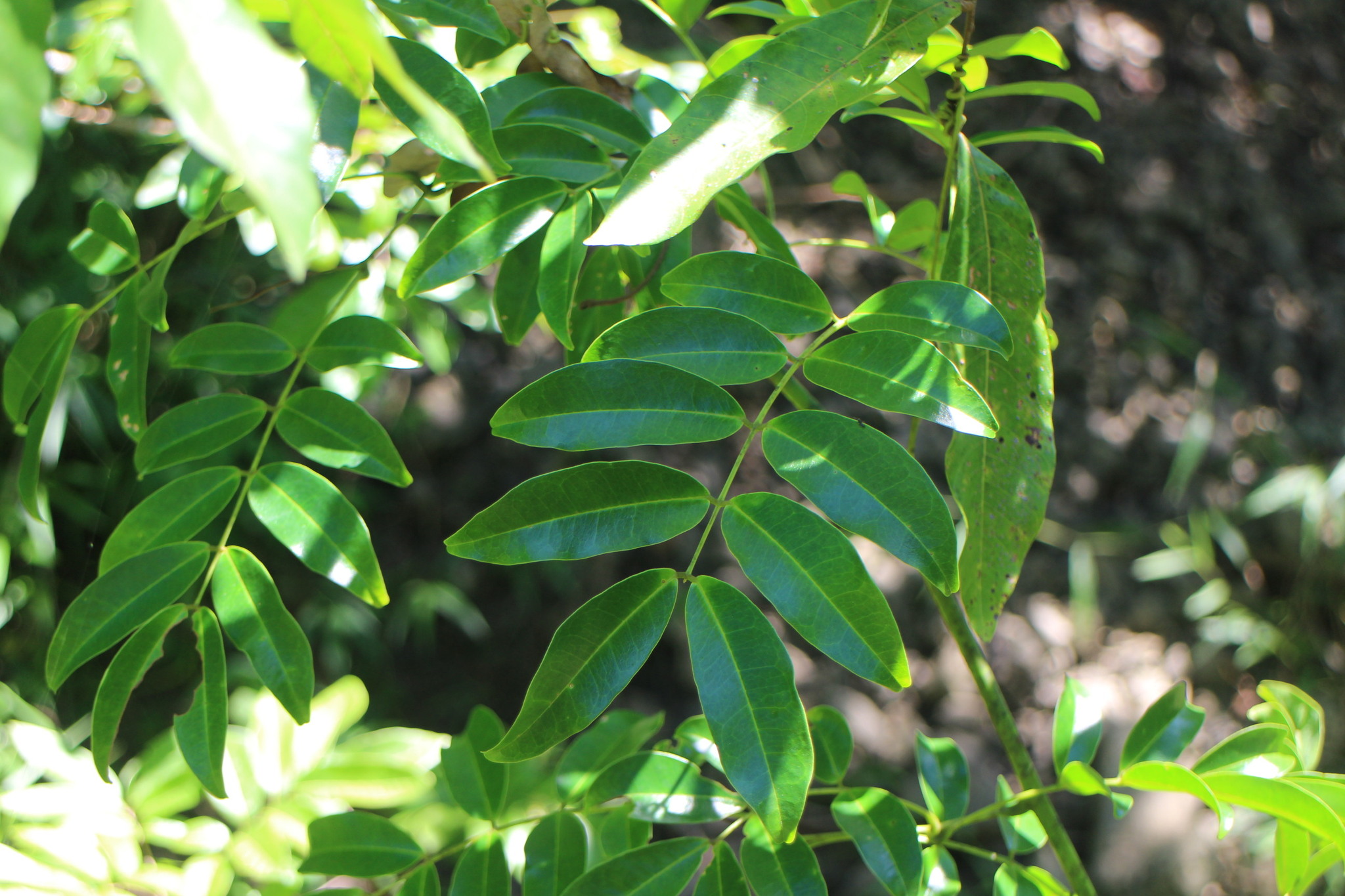 Entada rheedei Spreng.