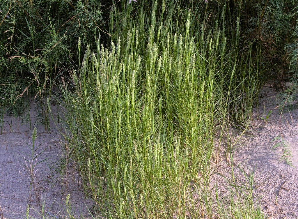 seashore dropseed from Matagorda Bay Nature Park, Matagorda County, TX ...