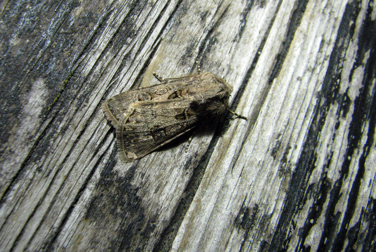 Agrotis bigramma (Esper)