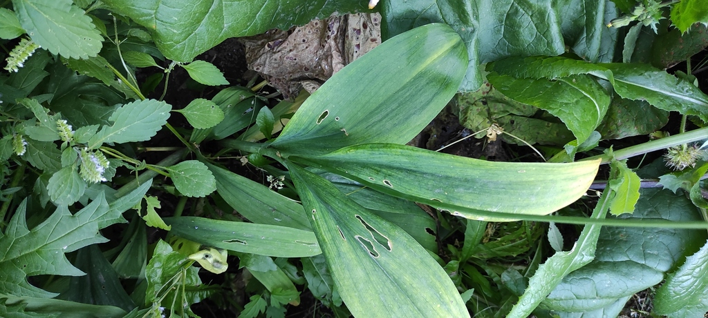 Allium microdictyon from Слюдянский р-н, Иркутская обл., Россия on ...