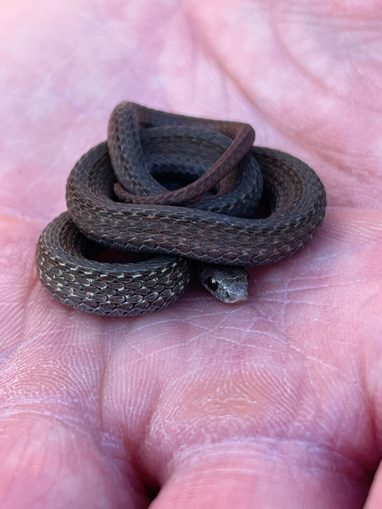 Red-bellied Snake from Duluth on August 21, 2022 at 06:26 PM by ...