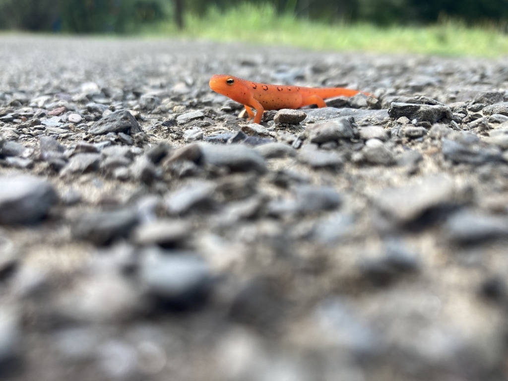 Eastern Newt in August 2022 by woodturtle12. A juvenile Eastern Newt ...