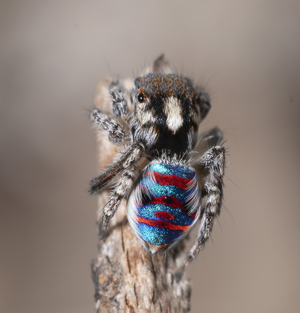 Coastal Peacock Spider from Wedge Island WA 6044, Australia on August ...