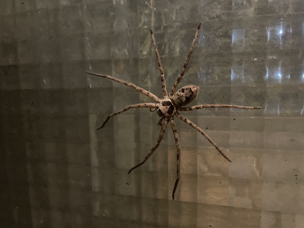 Pantropical Huntsman Spider from 日本、〒891-3101 鹿児島県西之表市西之表 on August 15 ...