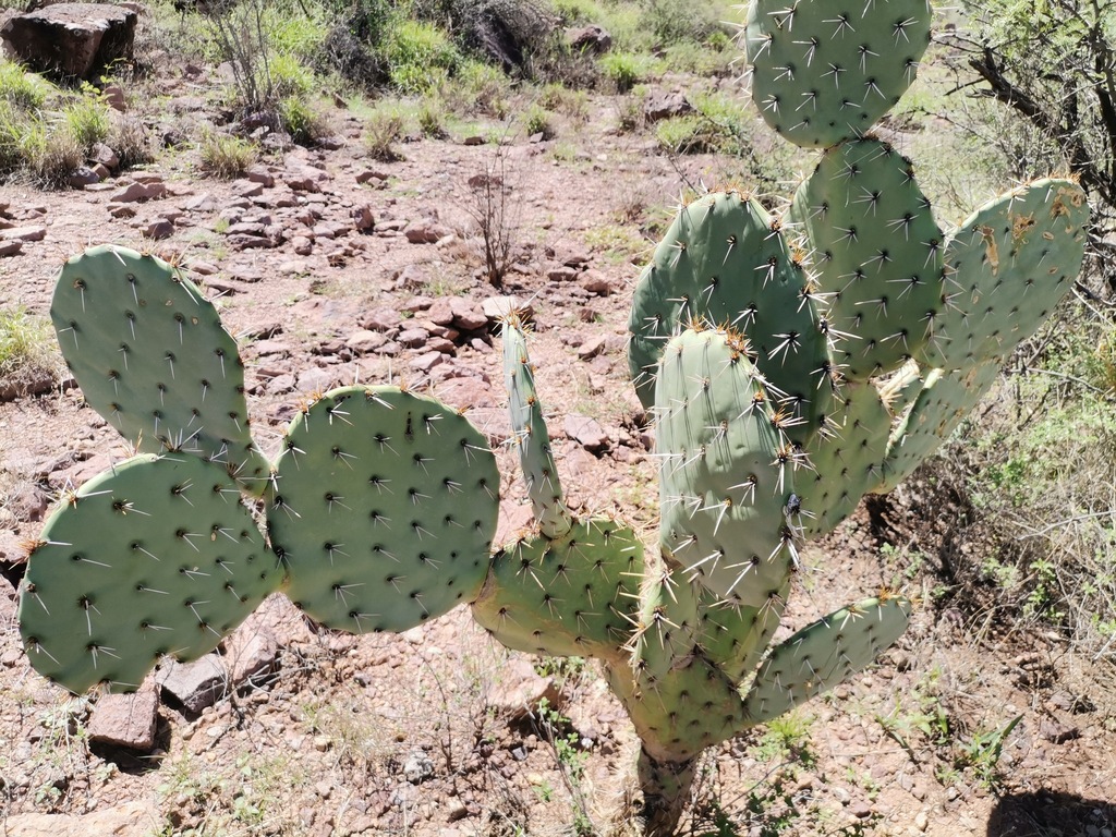 Prickly Pears from Rosales, Chihuahua, Mexico on August 21, 2022 at 11: ...