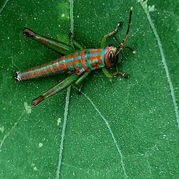 Spur-throated Grasshoppers from Ravugodlu on August 21, 2022 at 09:30 ...