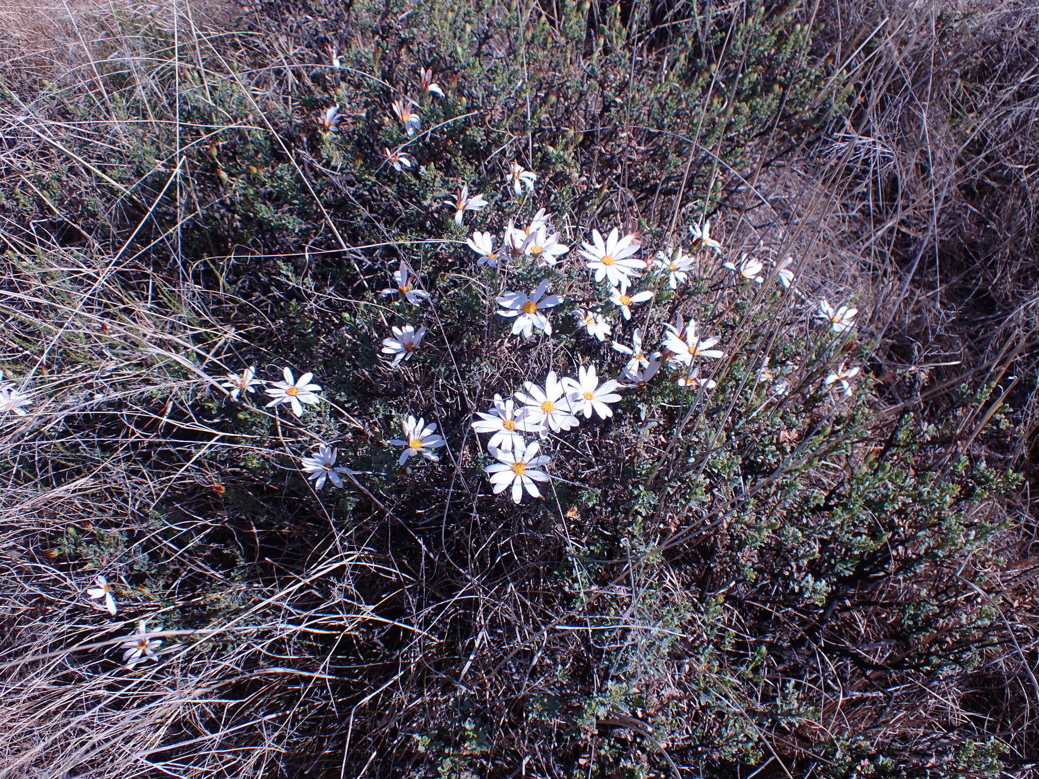 Dimorphotheca cuneata (Thunb.) DC.