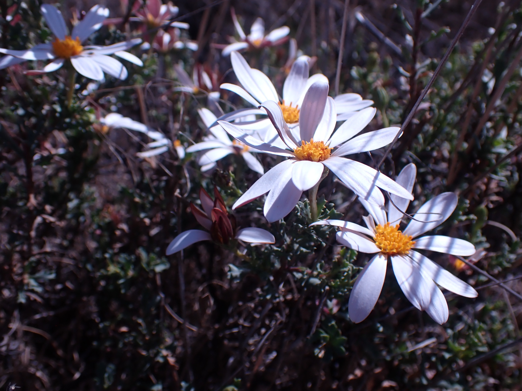 Dimorphotheca cuneata (Thunb.) DC.