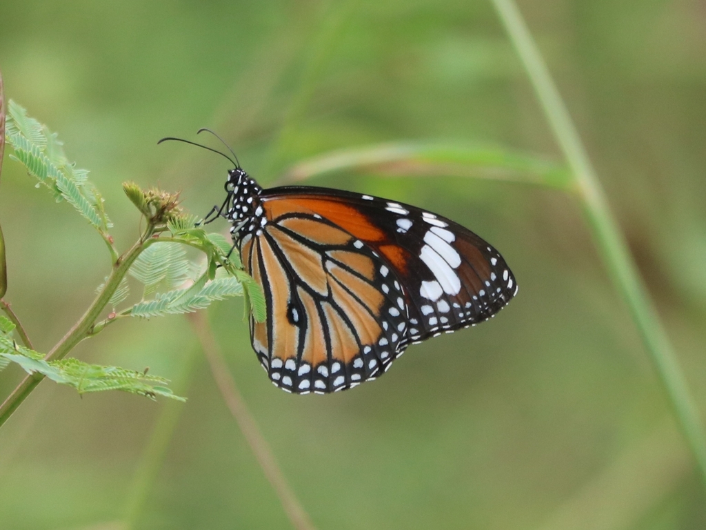 Common Tiger Butterfly from Marungoor on August 20, 2022 at 08:01 AM by ...