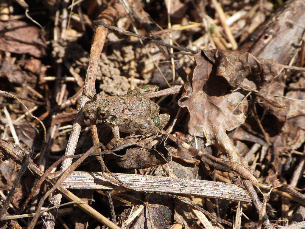 Hong Kong Rice-paddy Frog from Huangdao, Qingdao, Shandong, China on ...