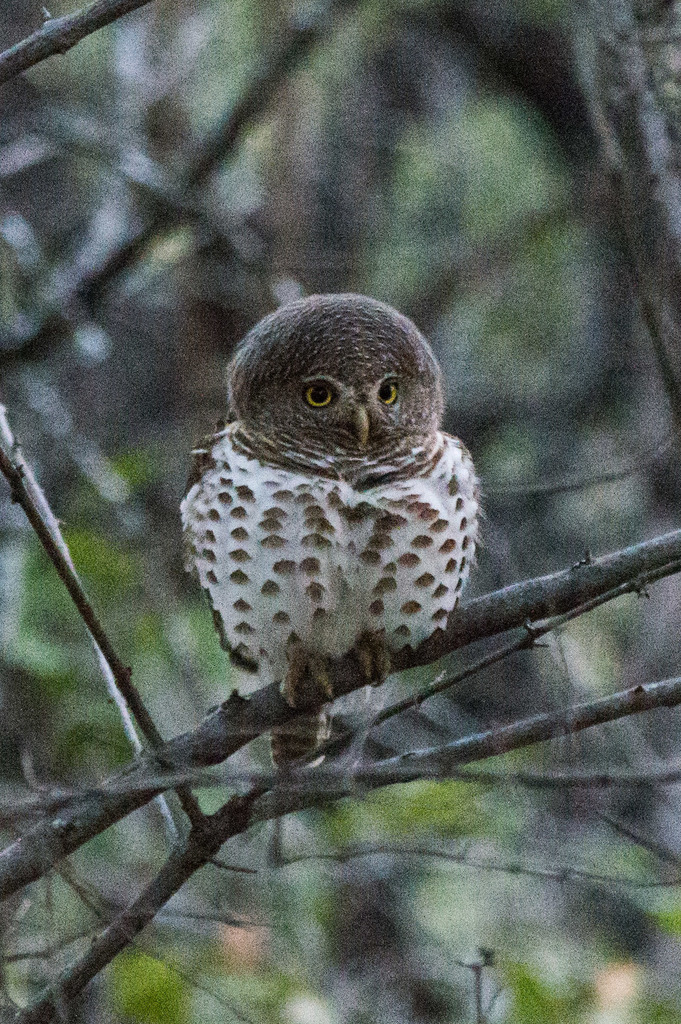 Typical Owls (Strigidae) - Avian Discovery