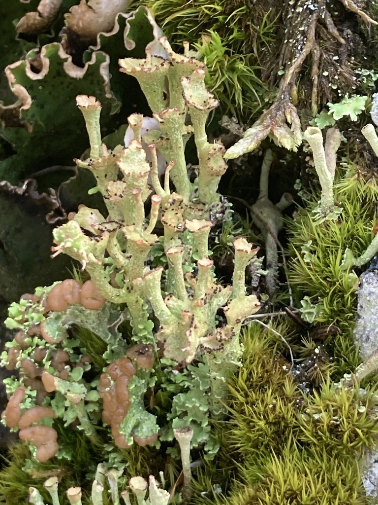 Ladder Lichen from East Kootenay, BC, CA on August 21, 2022 at 05:26 PM ...