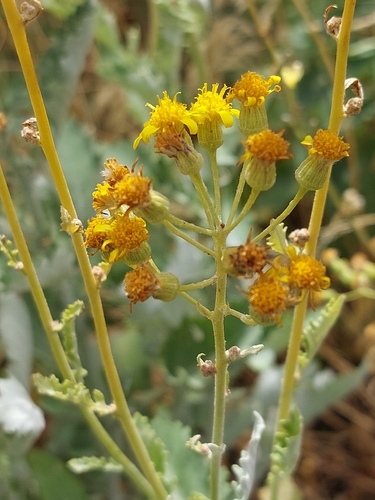 Subspecies Jacobaea ambigua ambigua · iNaturalist