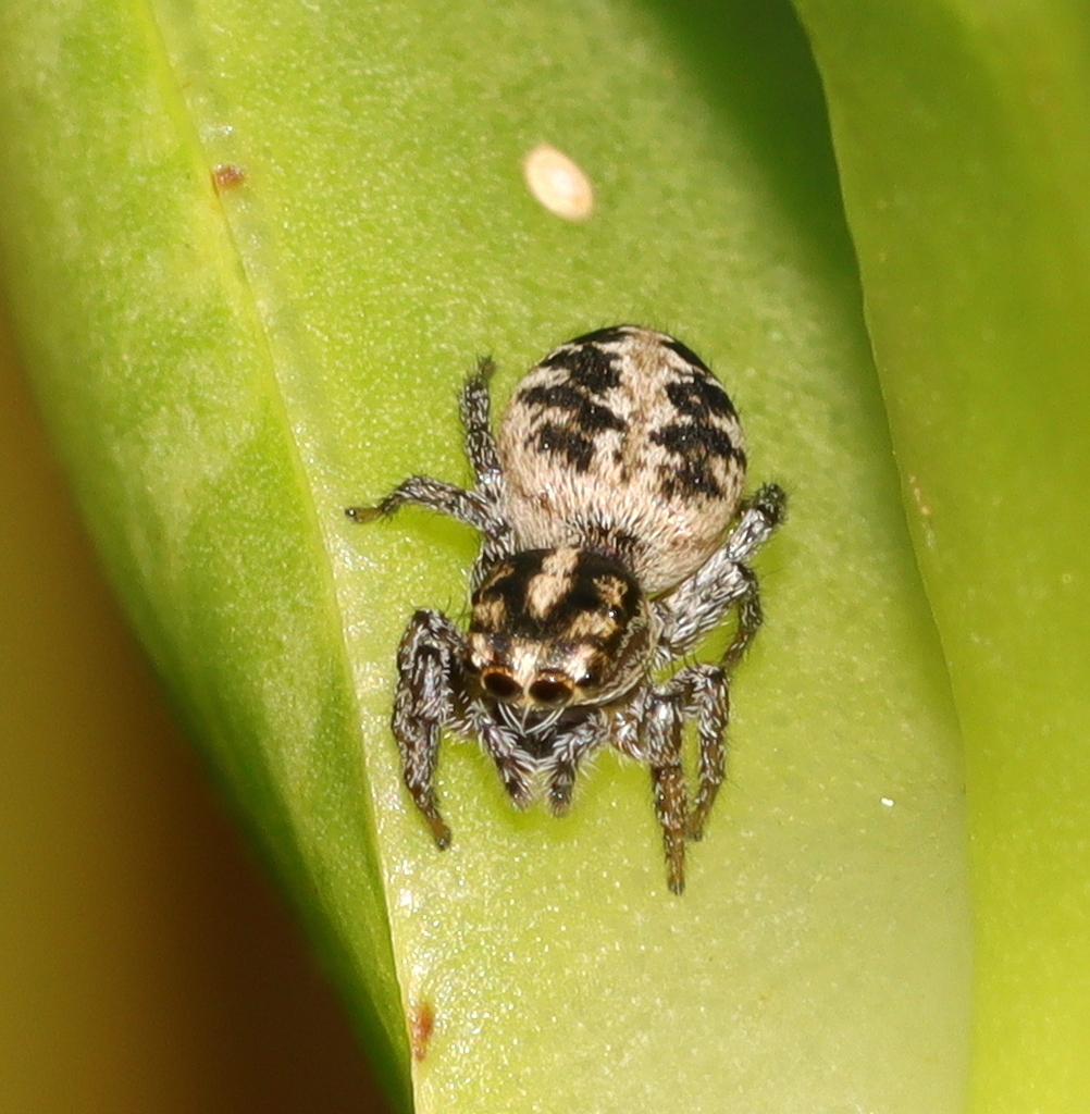 Sun Jumping Spiders from Wynberg NU (2), Cape Town, 7824, South Africa ...