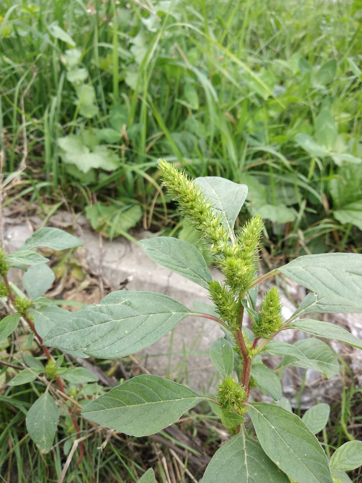 Amaranthus powellii S.Watson