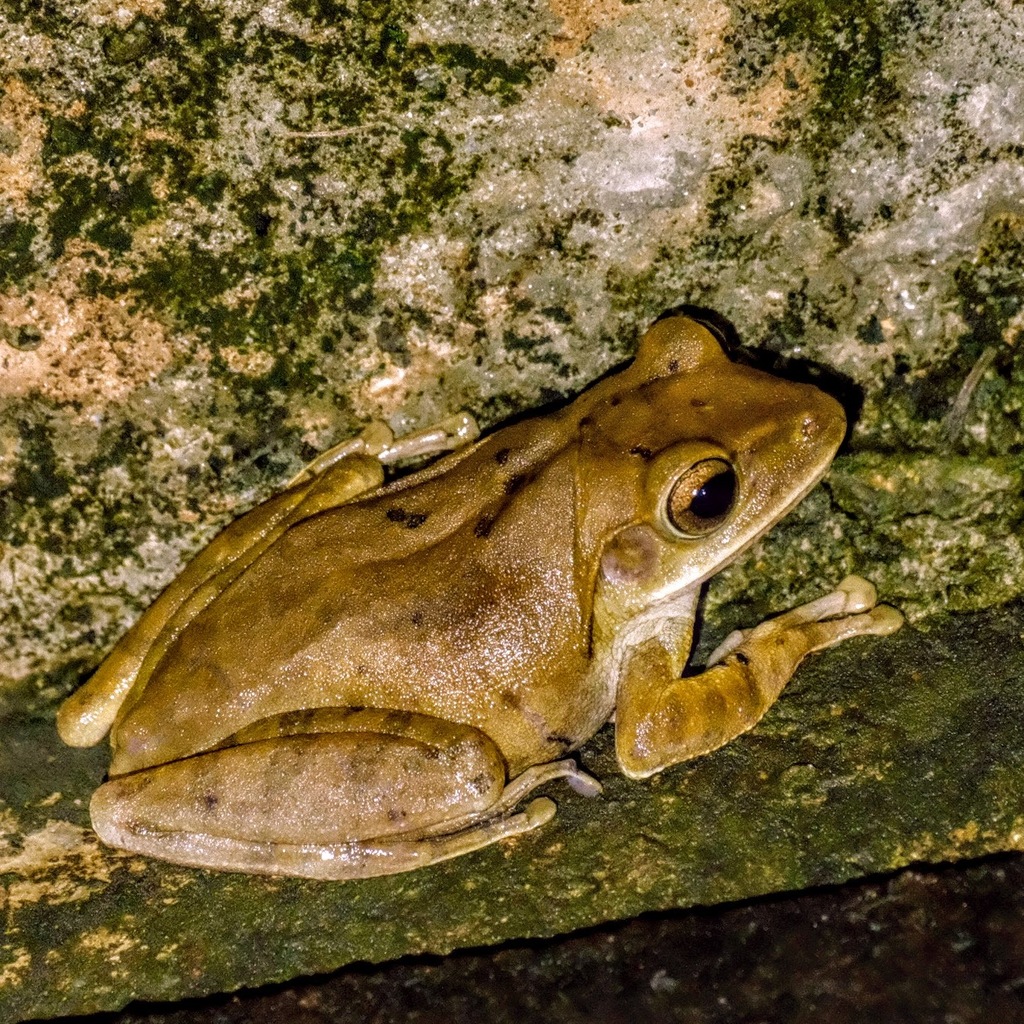 Brown Tree Frog from Tai Tam, Hong Kong on August 21, 2022 at 10:22 PM ...