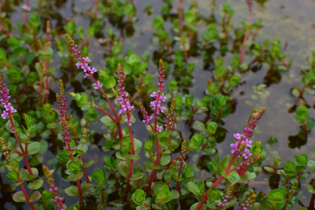 roundleaf toothcup from 中国浙江省杭州市西湖区 on April 16, 2022 at 05:30 PM by ...